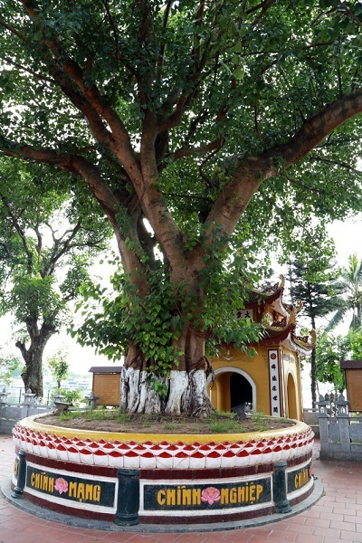 Les arbres patrimoniaux de Hanoi - Hanoi ơi!